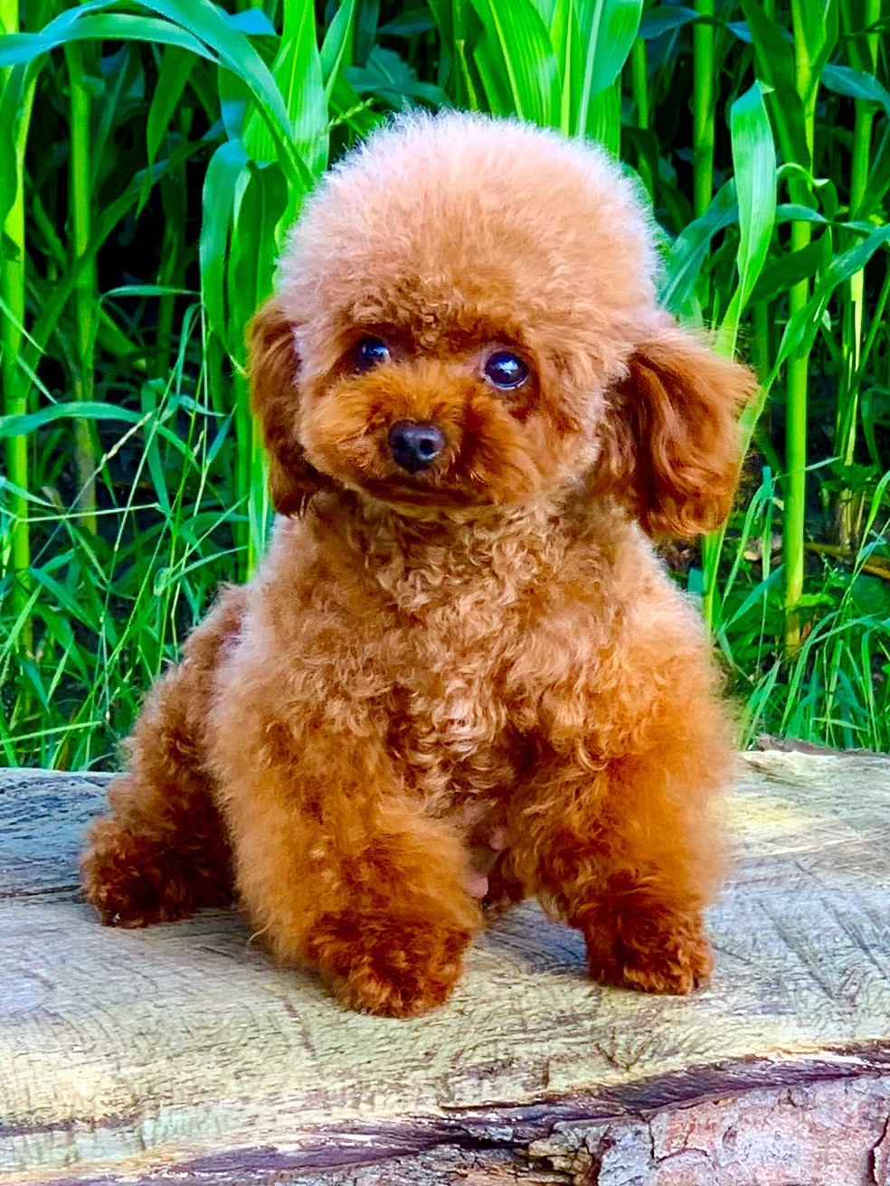 www.takaoka.de Züchter von Teacup Hunden seit 1989