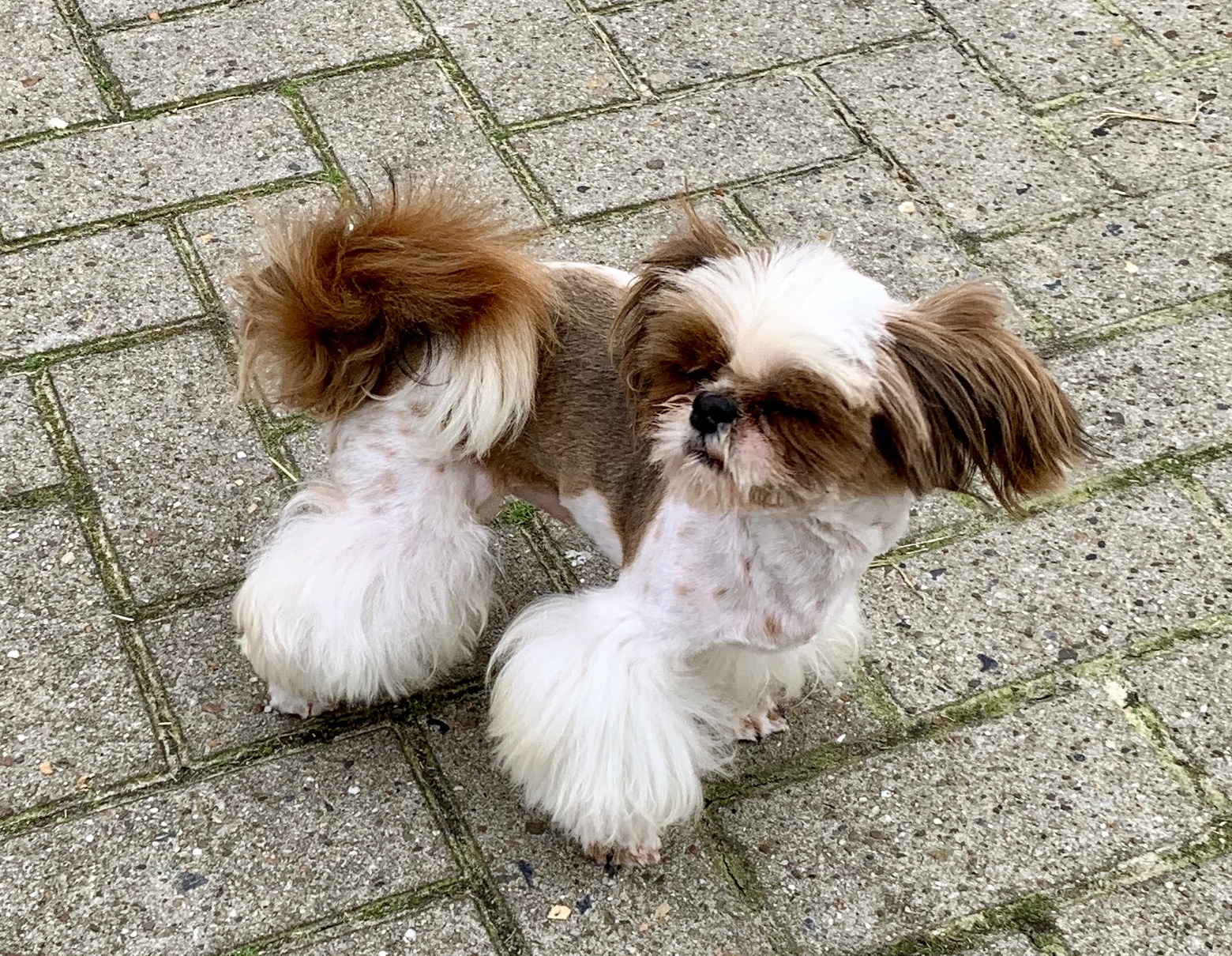 www.takaoka.de Takaoka's Imperial Mini Shih Tzu Deutschland