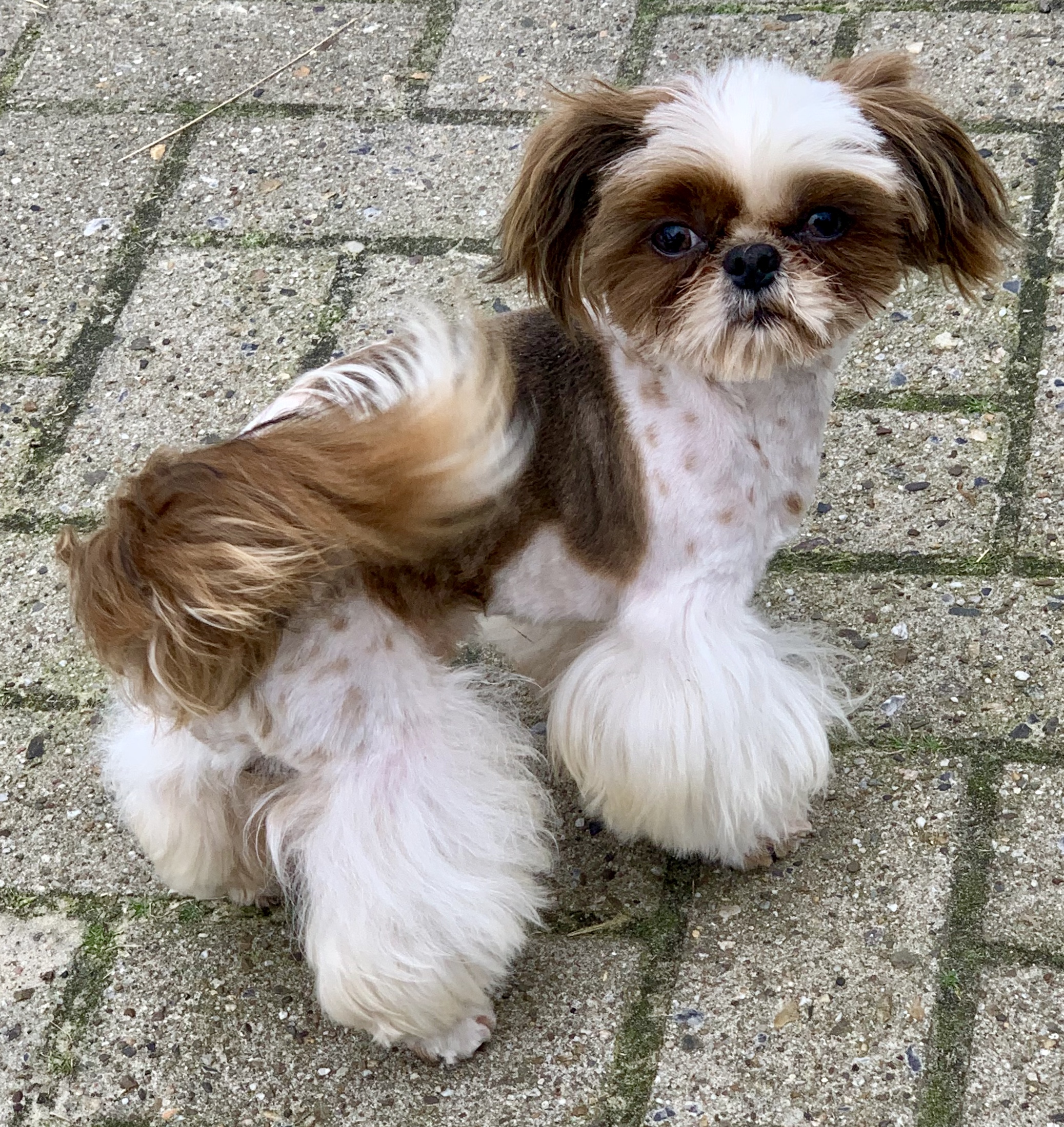 www.takaoka.de Takaoka's Imperial Mini Shih Tzu Deutschland
